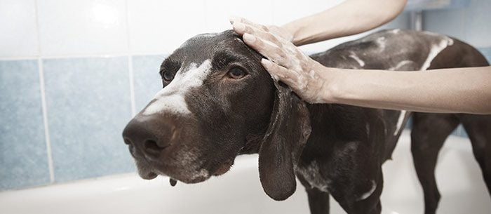 How to Create a Pet-Friendly Home